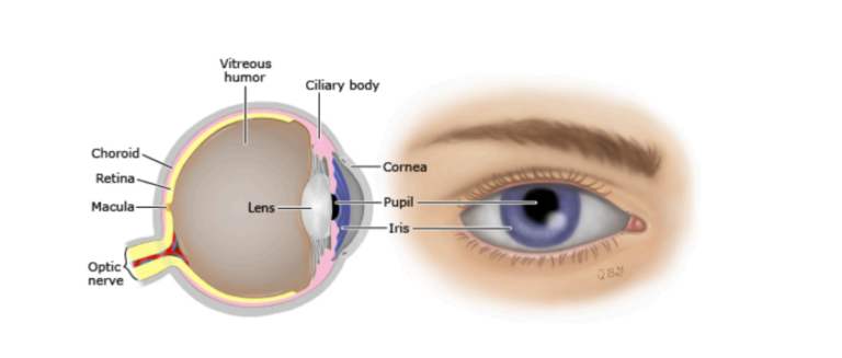 Coriorretinite - Clínica Massaoka